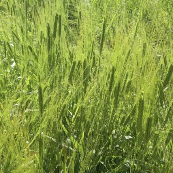 Urkorn Urgut - Kornelia